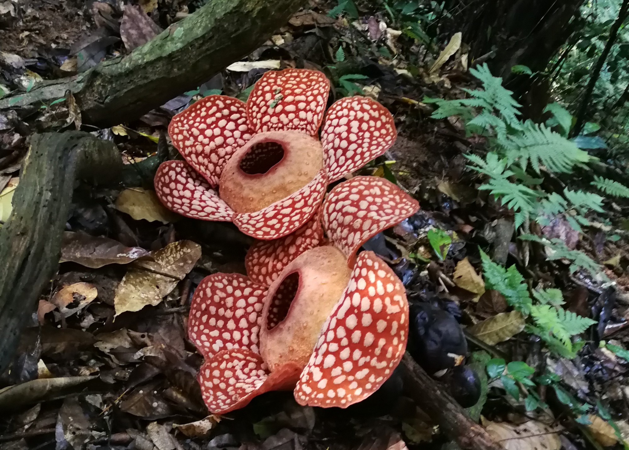 Ulu Geroh's flower power