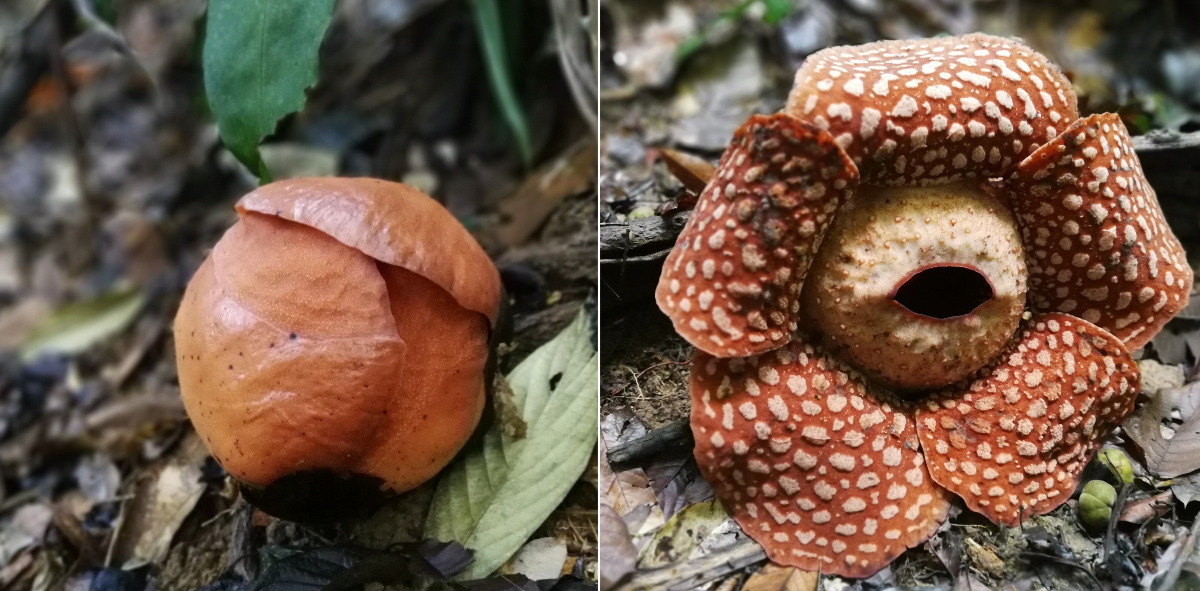 Ulu Geroh's flower power